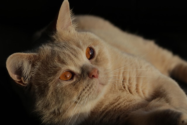 Gato Gatito Británico De Pelo - Foto gratis en Pixabay - Pixabay