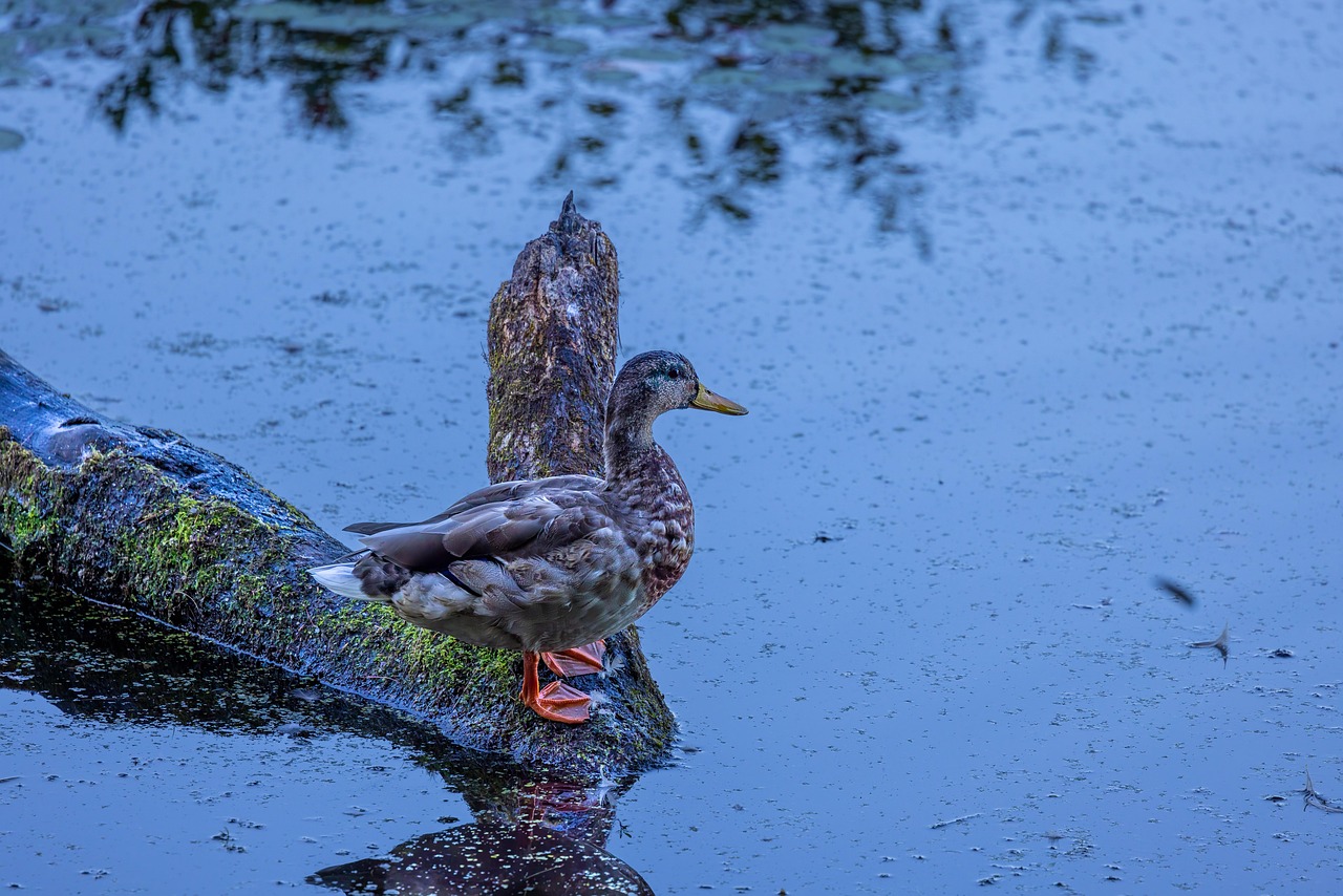 Bird Ornithology Species - Free photo on Pixabay - Pixabay