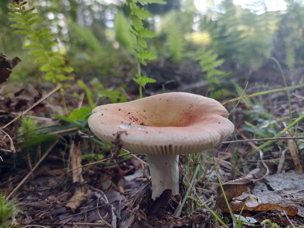Branchie Champignon Les Bois - Photo gratuite sur Pixabay - Pixabay