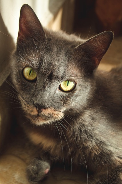 Portrait Cat Feline - Free photo on Pixabay