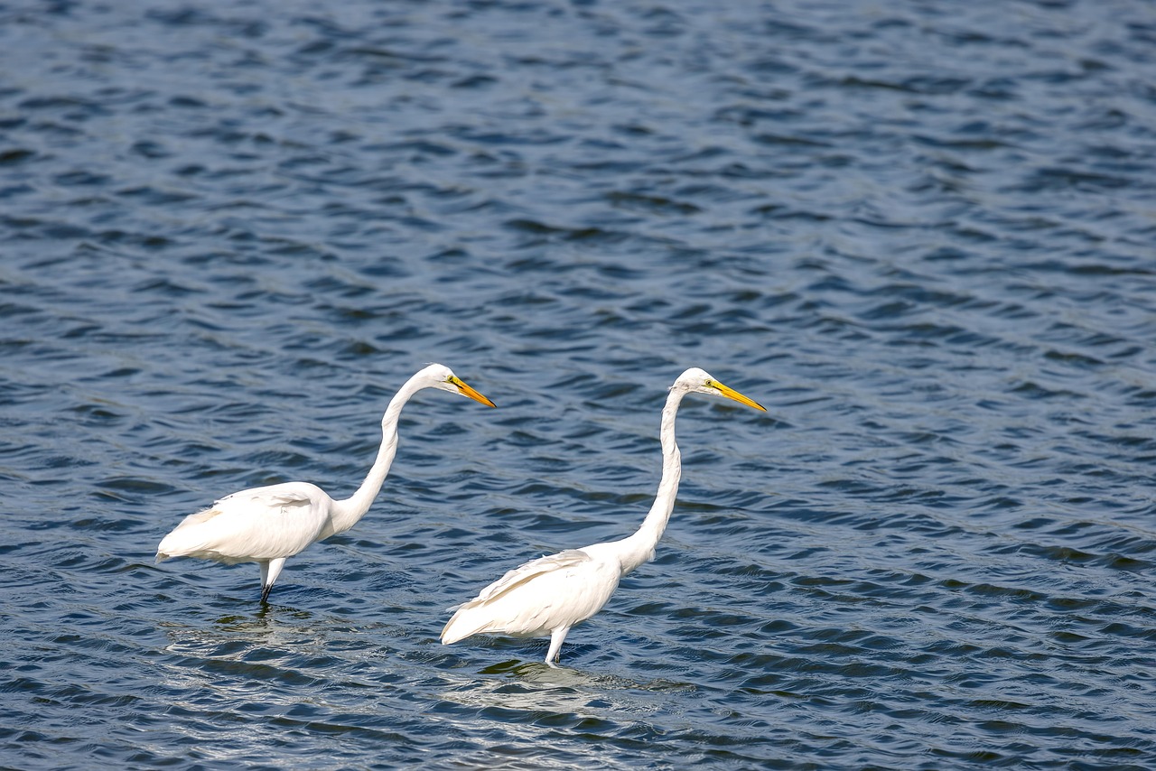 Birds Species Fauna - Free photo on Pixabay