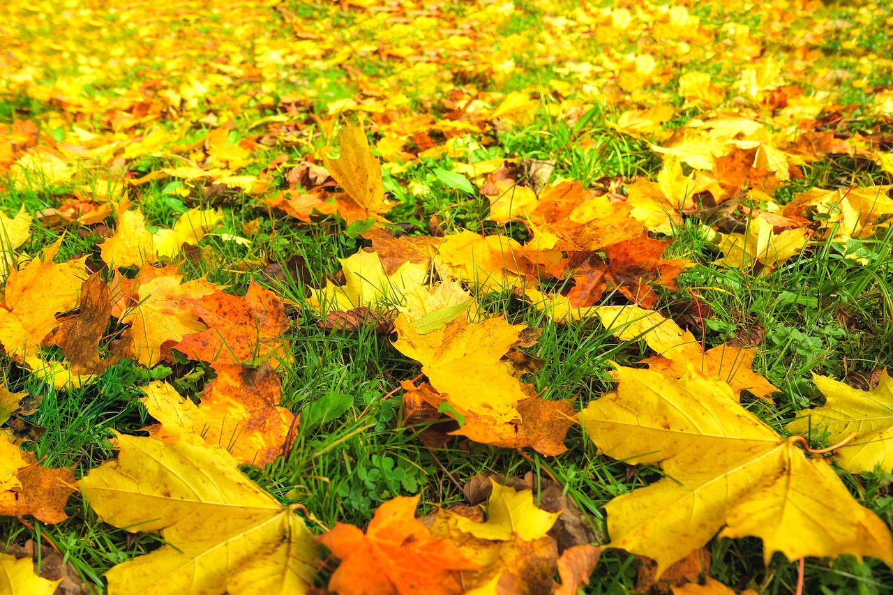 Autumn Leaves The - Free photo on Pixabay - Pixabay