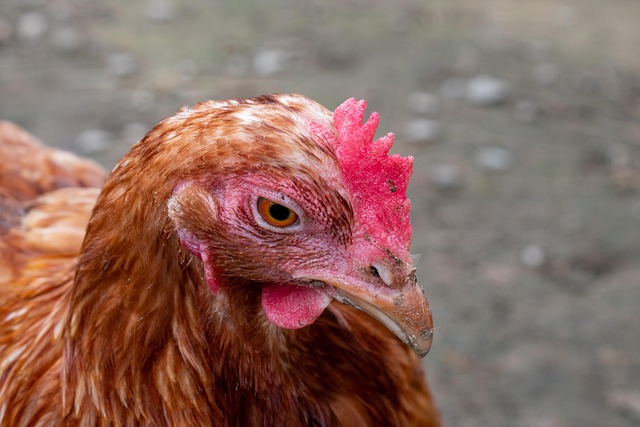 Chicken Hen Agriculture Farm - Free photo on Pixabay - Pixabay