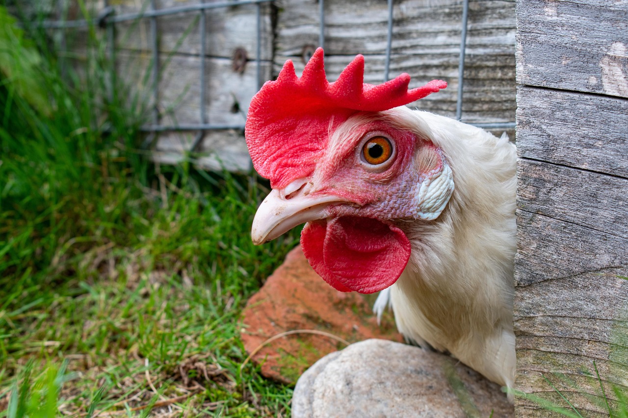Pollo Grifo Patio De La Granja - Foto gratis en Pixabay - Pixabay