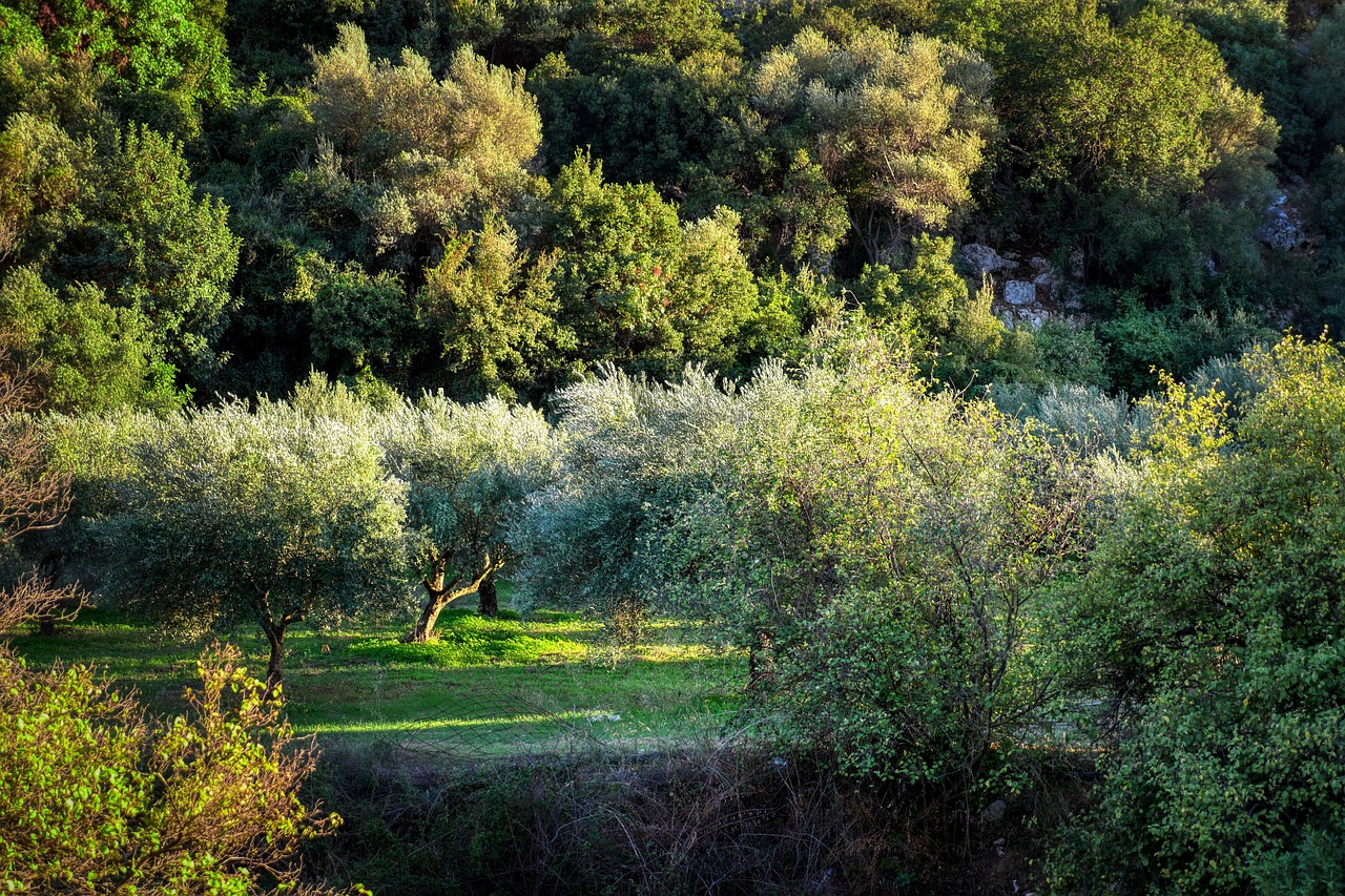 Olive Trees Valley Meadow - Free photo on Pixabay