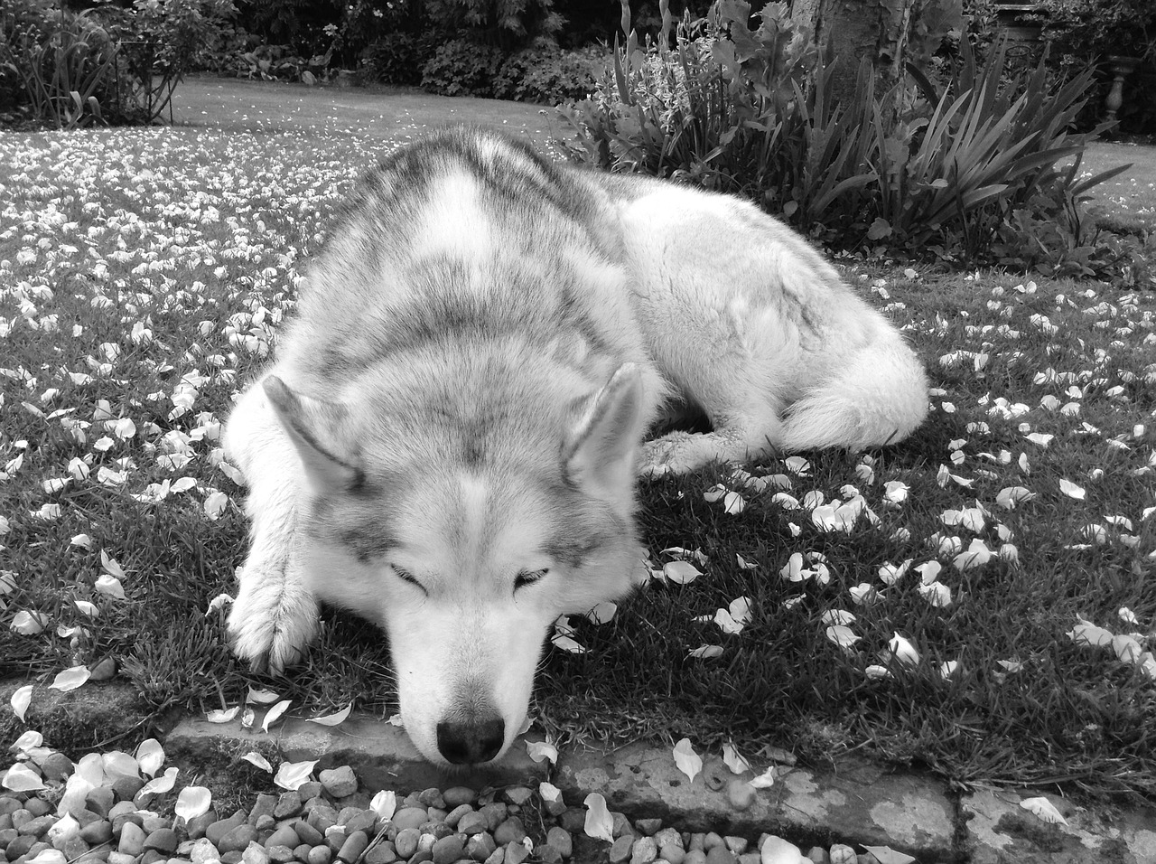Dog Sleeping Husky - Free photo on Pixabay - Pixabay