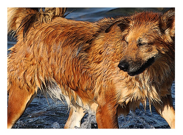 Perro Lanudo Mojado - Foto gratis en Pixabay - Pixabay