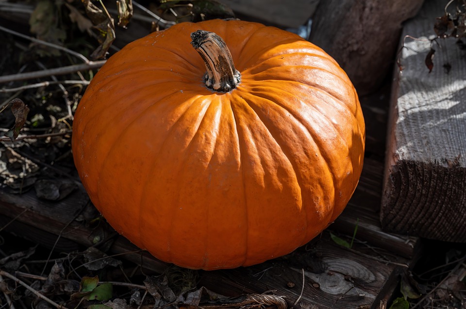 Pumpkin Halloween Fall - Free photo on Pixabay - Pixabay