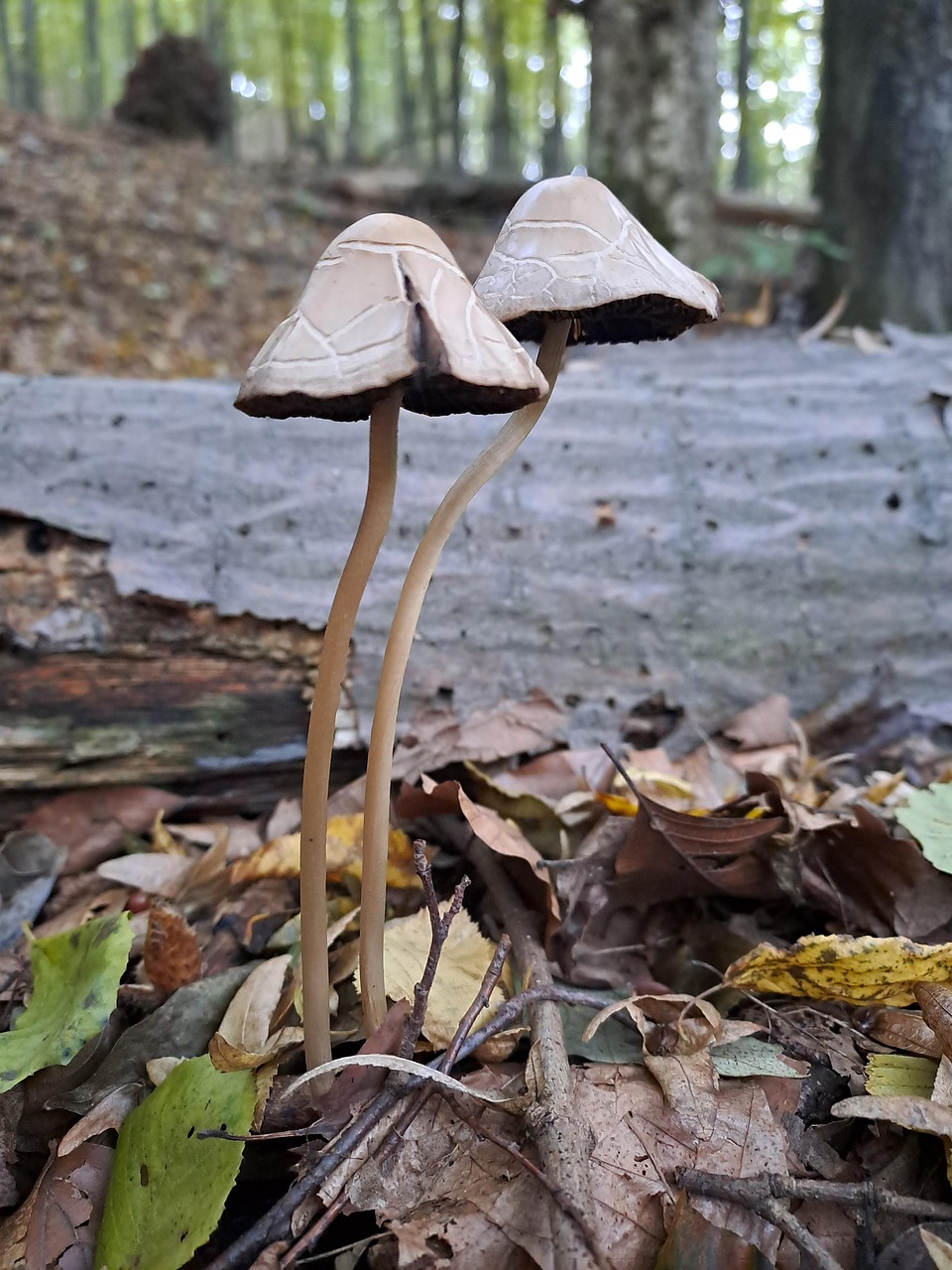 Champignon Sauvage - Photo gratuite sur Pixabay - Pixabay