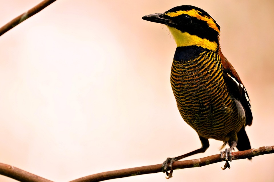 Javan Banded Pitta Fågel Djur - Gratis foto på Pixabay