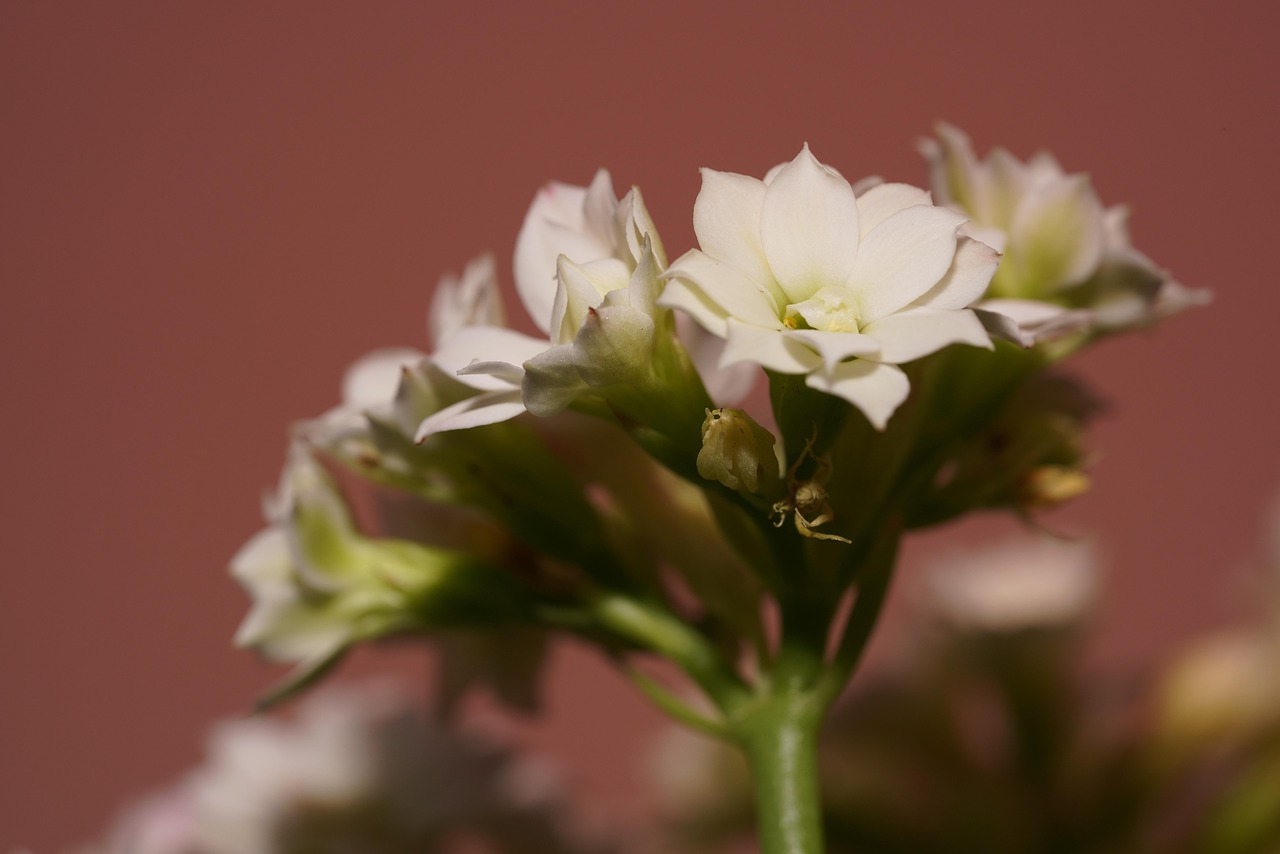 Kalanchoe Flower Plant - Free photo on Pixabay - Pixabay