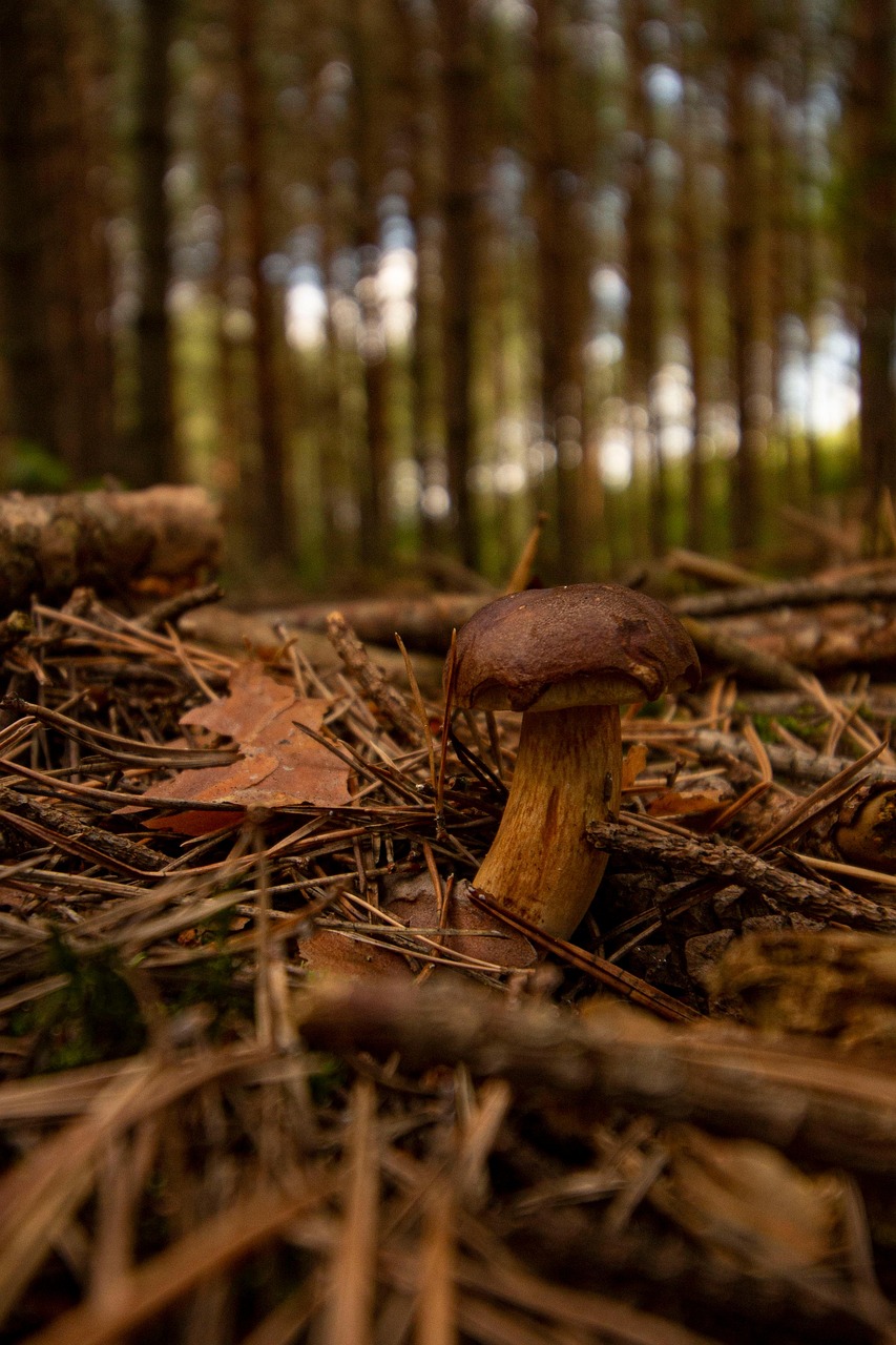 Mushroom Forest Fall - Free photo on Pixabay - Pixabay