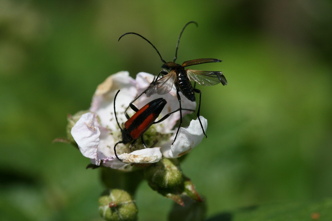 Longhornbagge Skalbagge Insekter - Gratis foto på Pixabay - Pixabay