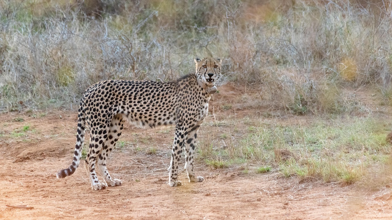 Animal Mammal Cheetah - Free photo on Pixabay