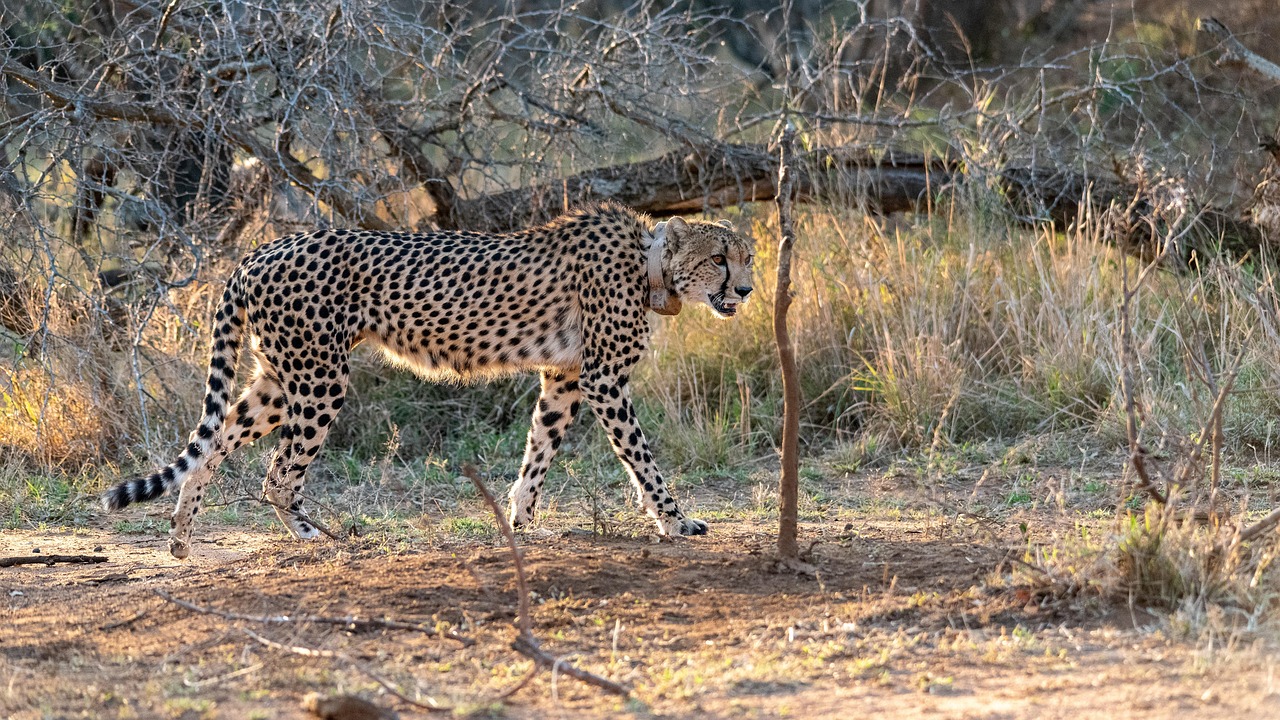 Animal Mamífero Leopardo - Foto gratis en Pixabay - Pixabay
