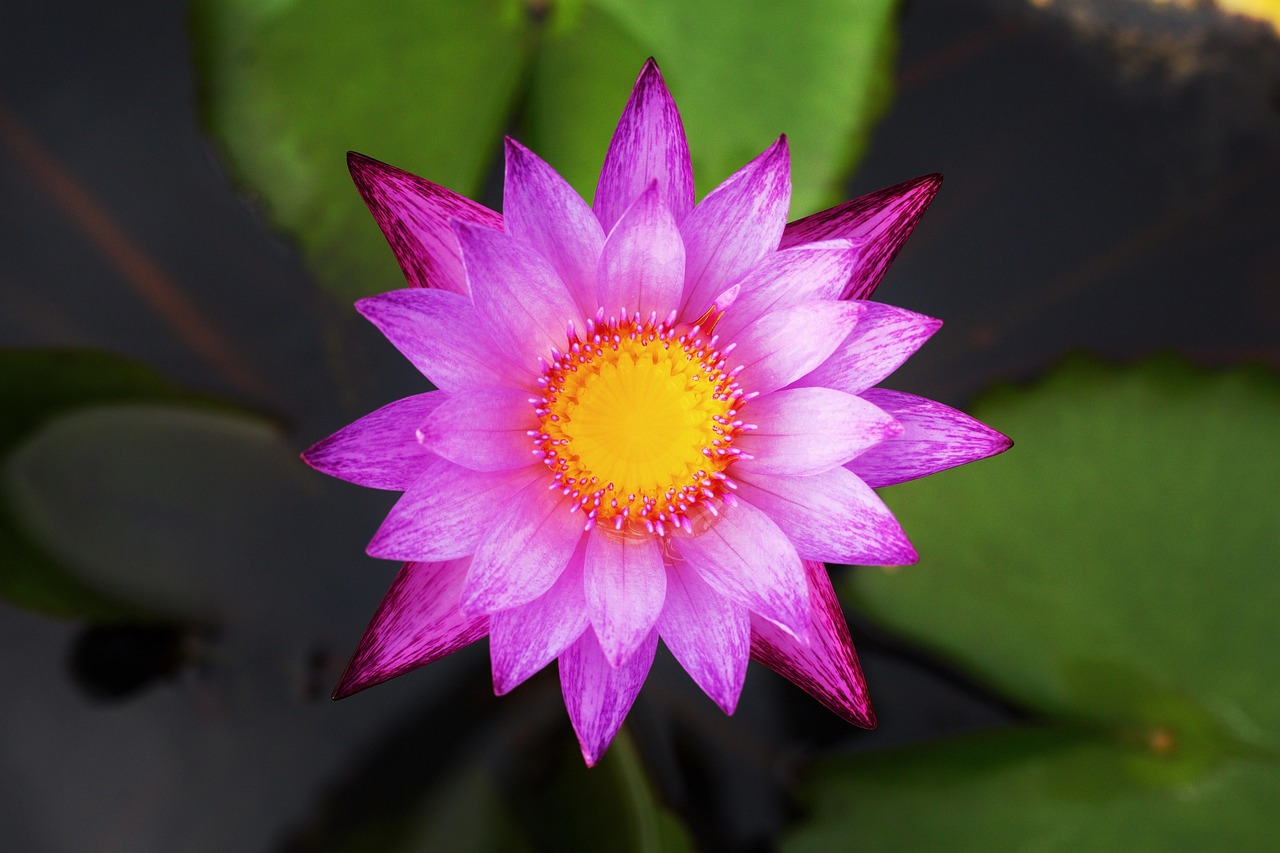 Flores Pétalos Color - Foto gratis en Pixabay - Pixabay