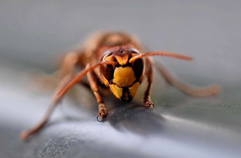 Europese Hoornaar Horzel Insect - Gratis foto op Pixabay
