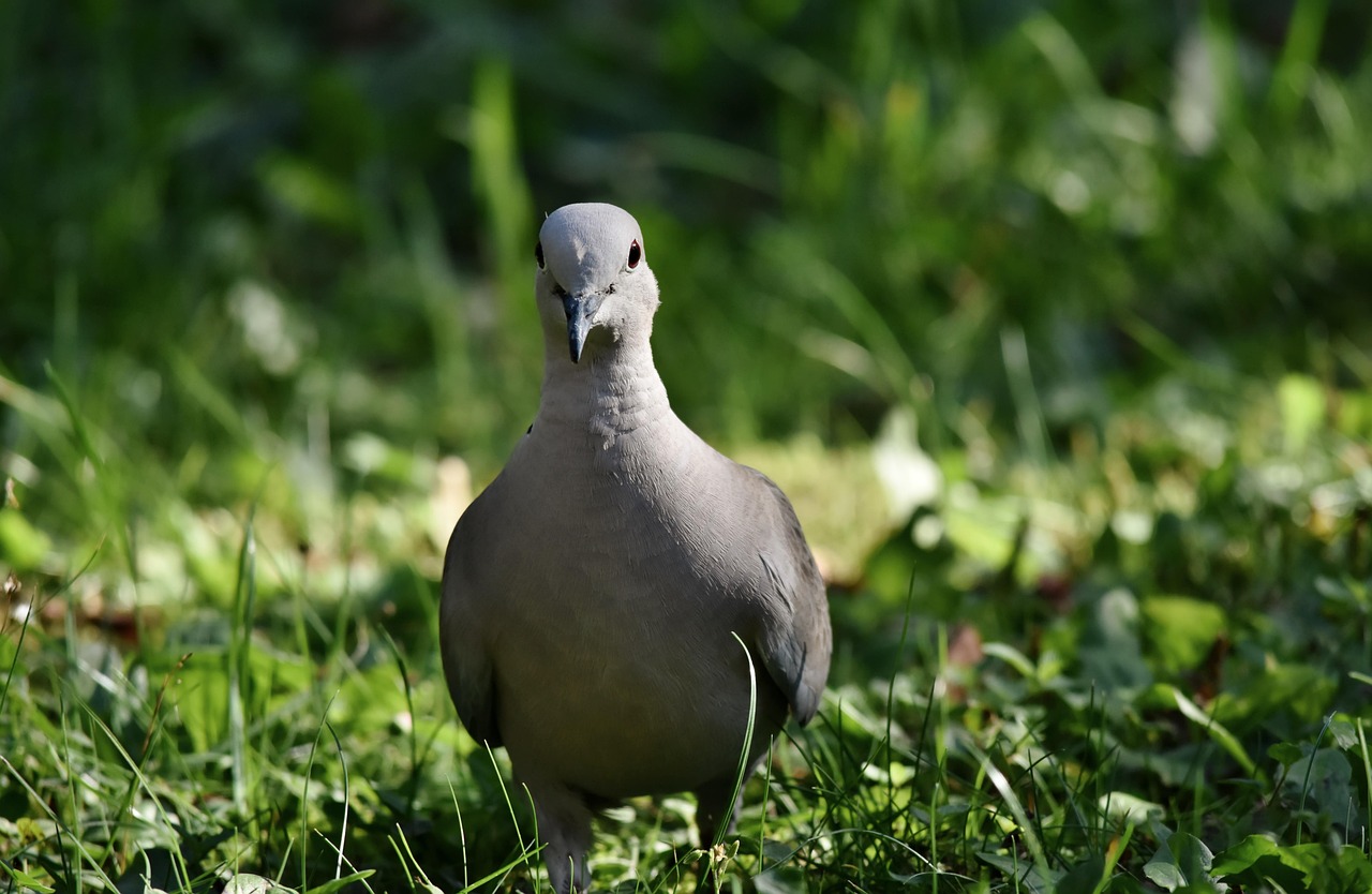 Turkey Pigeon Dove Nature - Free photo on Pixabay