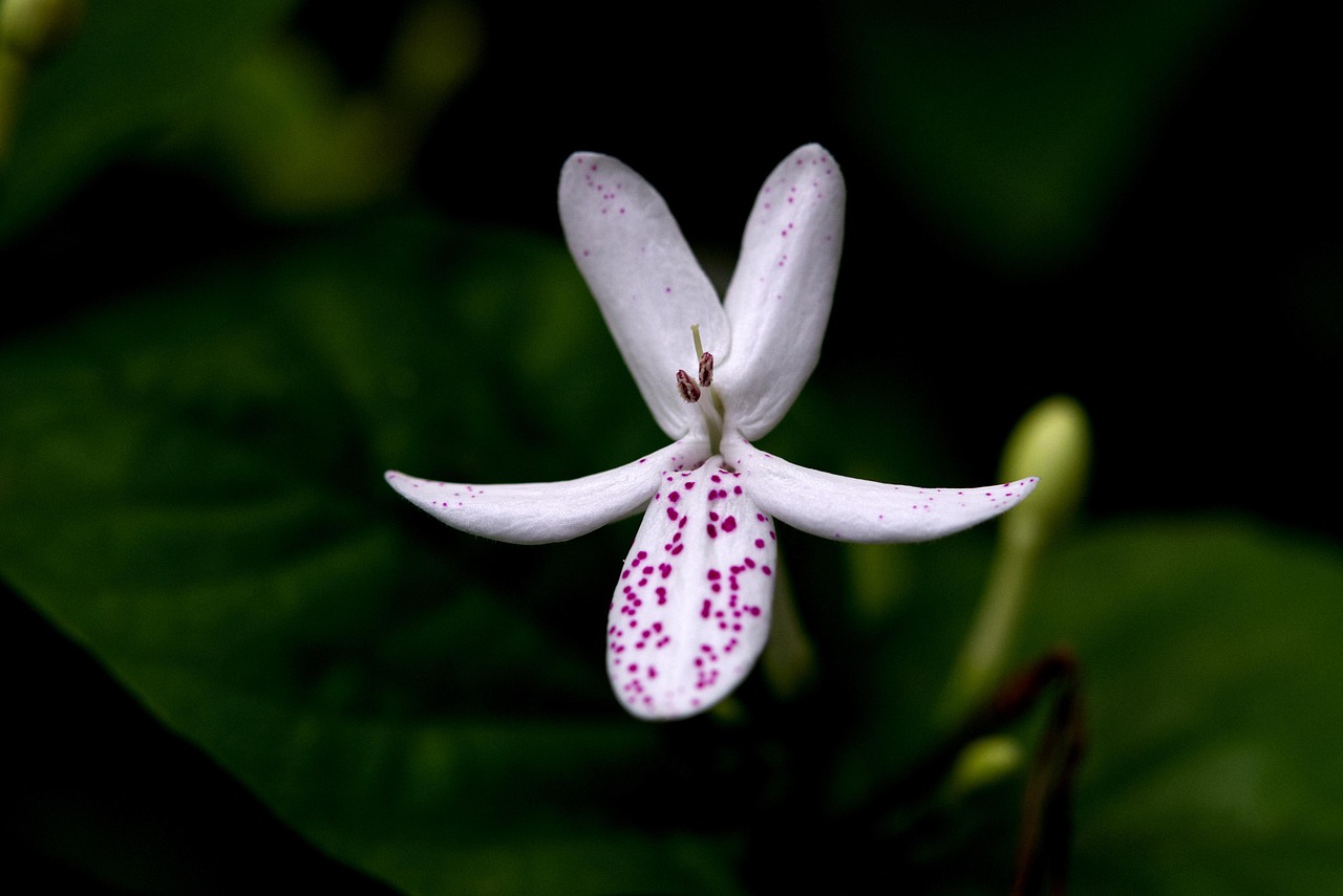 Fleur Jardin Blanche - Photo gratuite sur Pixabay - Pixabay