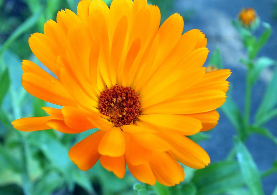 Marigold Medicinal Plant Calendula - Free photo on Pixabay - Pixabay