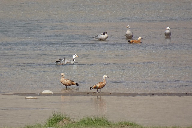 Birds Goose Ornithology Bar-Headed - Free photo on Pixabay