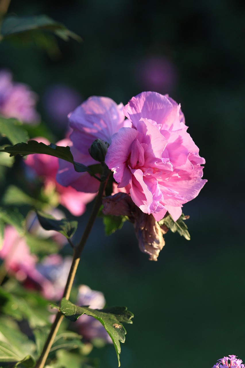 Hibiscus Bush Shrub - Free photo on Pixabay - Pixabay