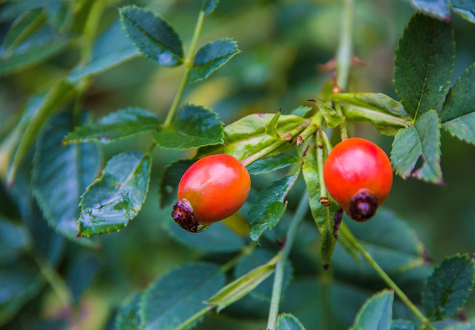 Bay Plant Nature - Free photo on Pixabay - Pixabay