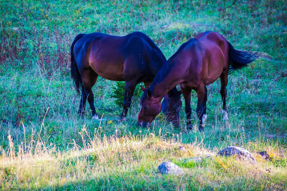 Cavalli Animale Mammifero - Foto gratis su Pixabay
