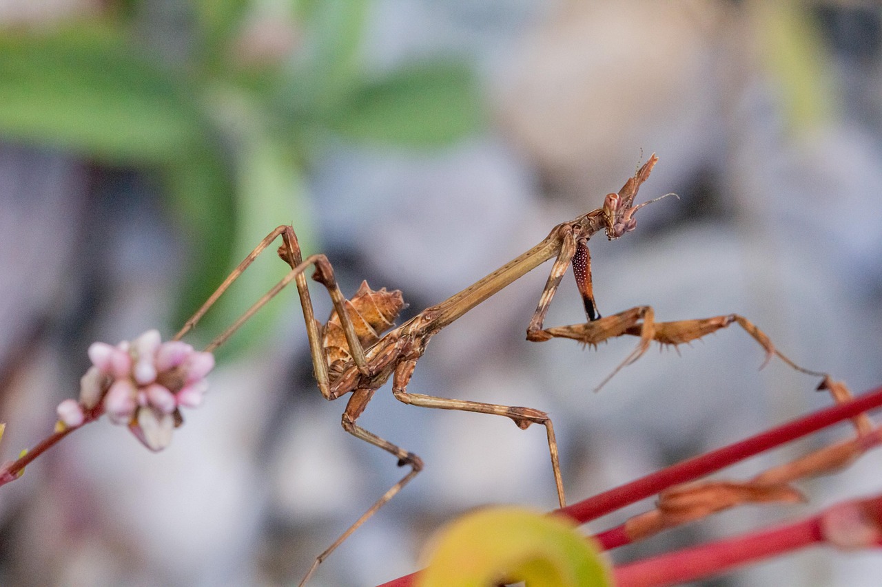 Eye Contact Escape Insect - Free photo on Pixabay - Pixabay