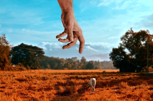 Vaca Miniatura Mini - Foto gratuita no Pixabay - Pixabay