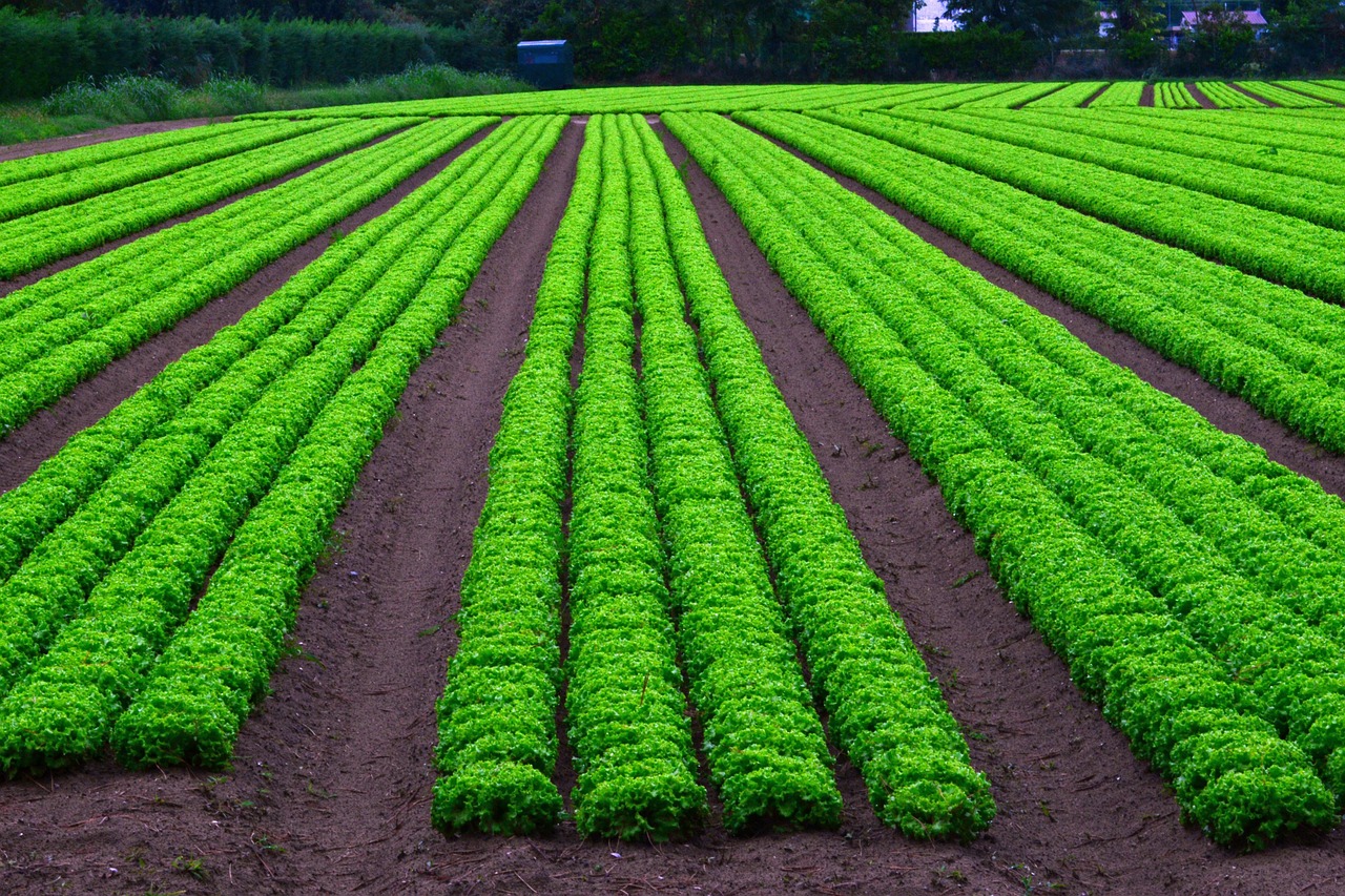Agriculture Field Land - Free photo on Pixabay - Pixabay
