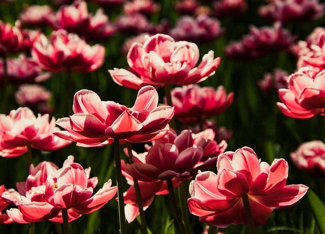 Tulip Bunga-Bunga Bloom - Foto gratis di Pixabay - Pixabay