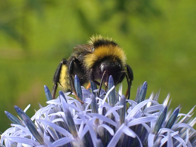 Bee Bumblebee Cuckoo - Free photo on Pixabay