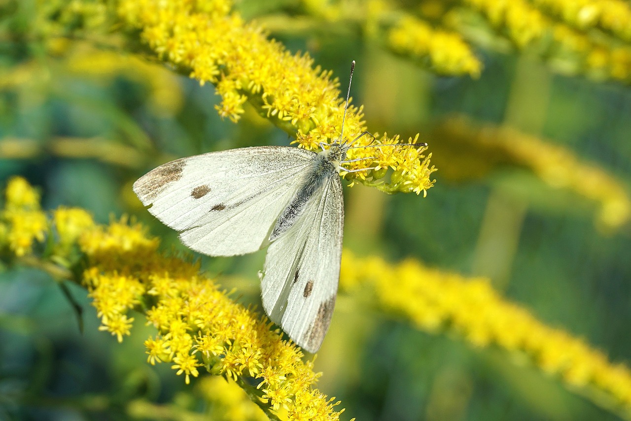 Papillon Fleur Blanc Chou - Photo gratuite sur Pixabay - Pixabay