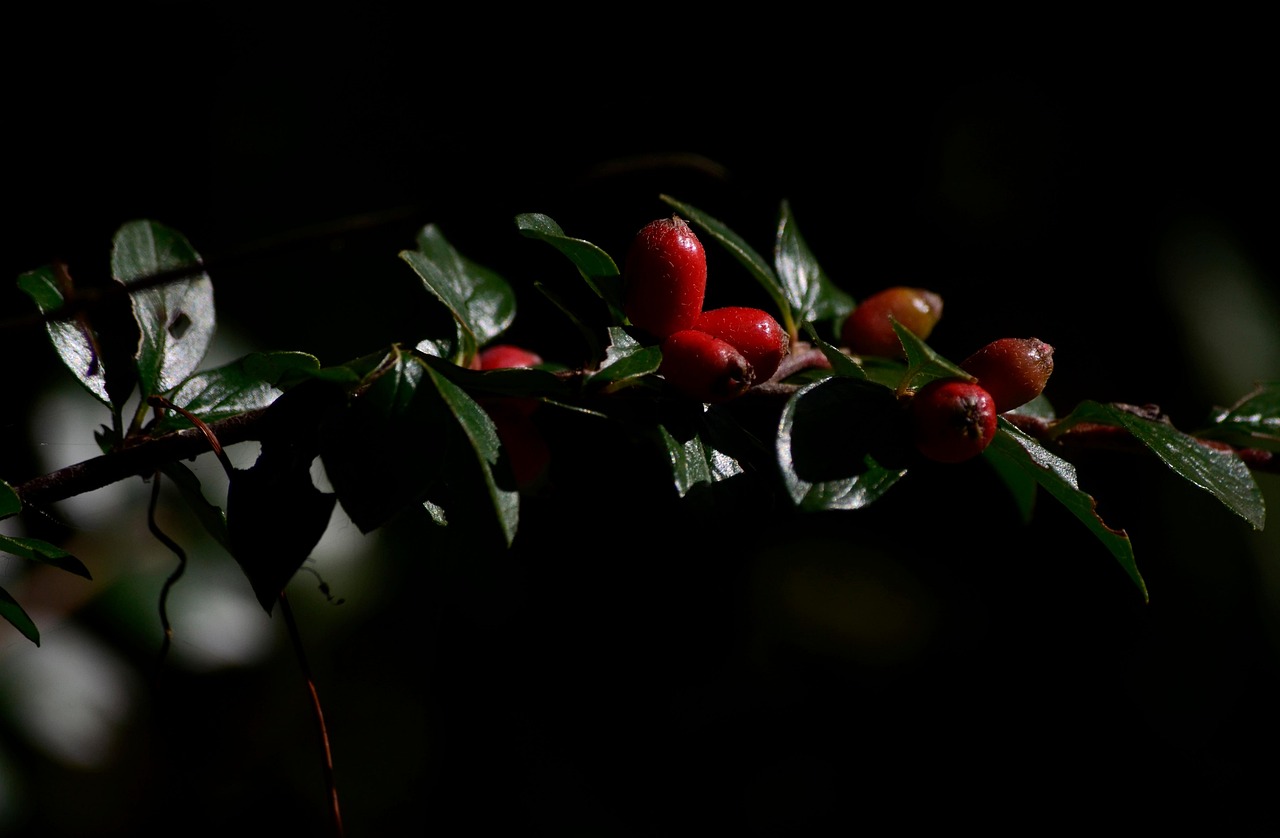 Sprig Hawthorn Fruit - Free photo on Pixabay - Pixabay
