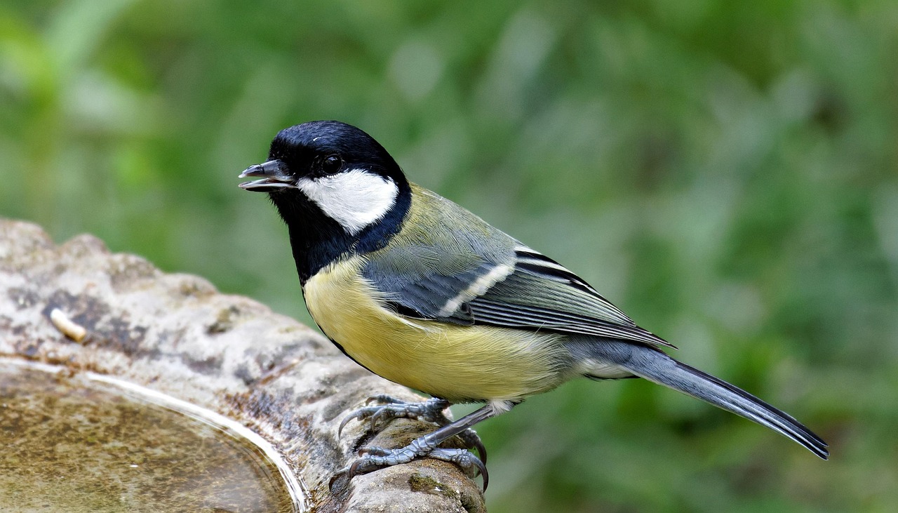 Great Tit Bird Perched - Free photo on Pixabay - Pixabay