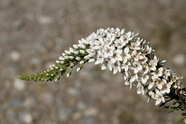 Ornamental Plant Flower Panicle - Free photo on Pixabay - Pixabay