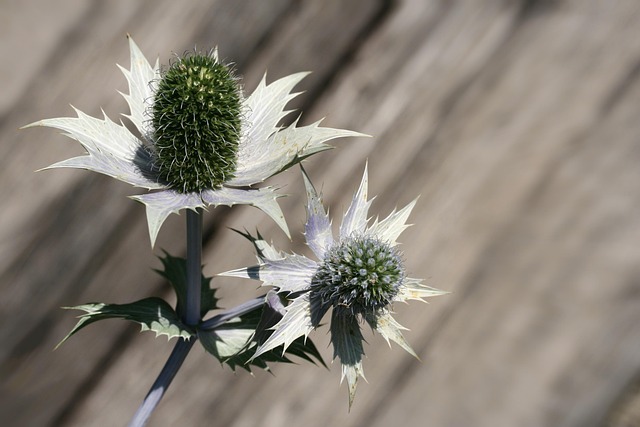 Cardo Planta De Jardim - Foto gratuita no Pixabay - Pixabay