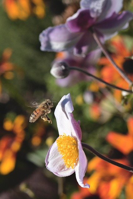 Autumn Anemone Bee Pollen - Free photo on Pixabay