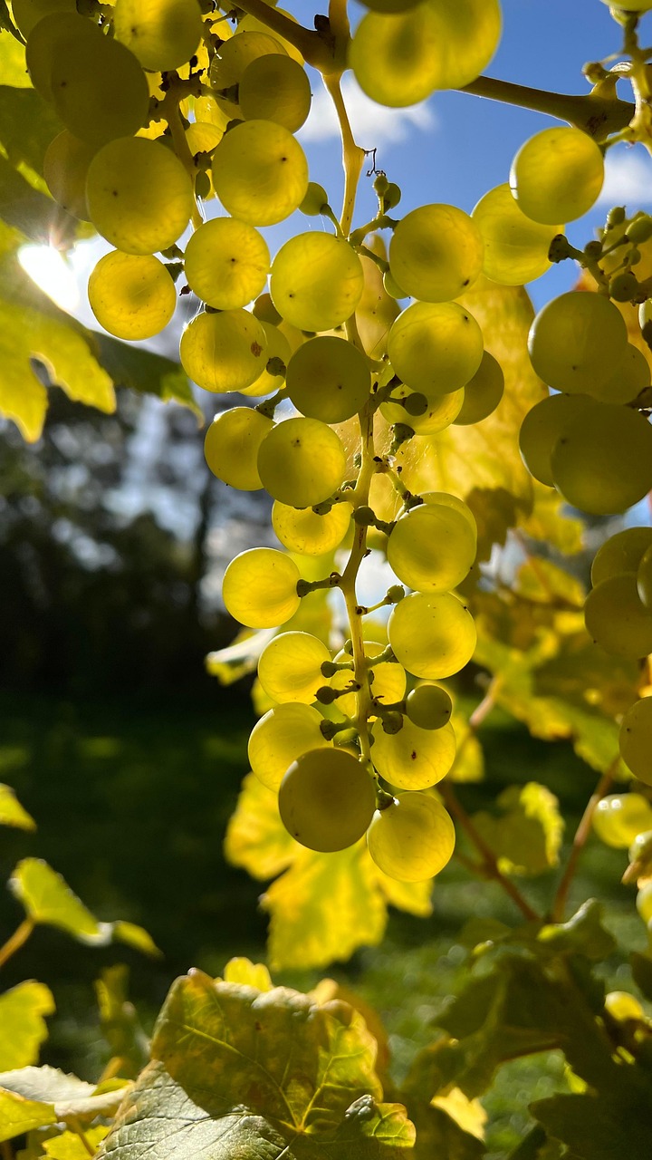 Vineyard Fruits Grapes - Free photo on Pixabay