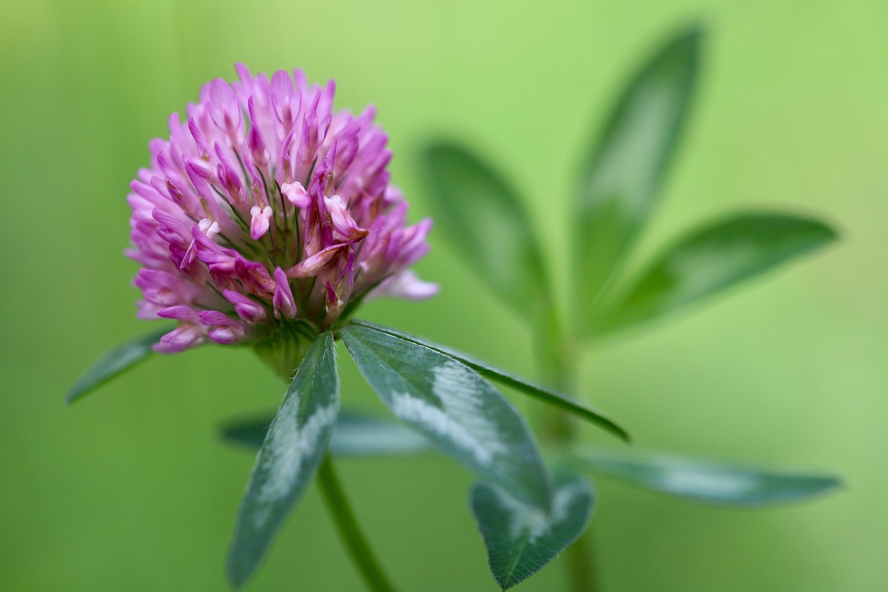 2,000+ Free Clover & Red Clover Photos - Pixabay