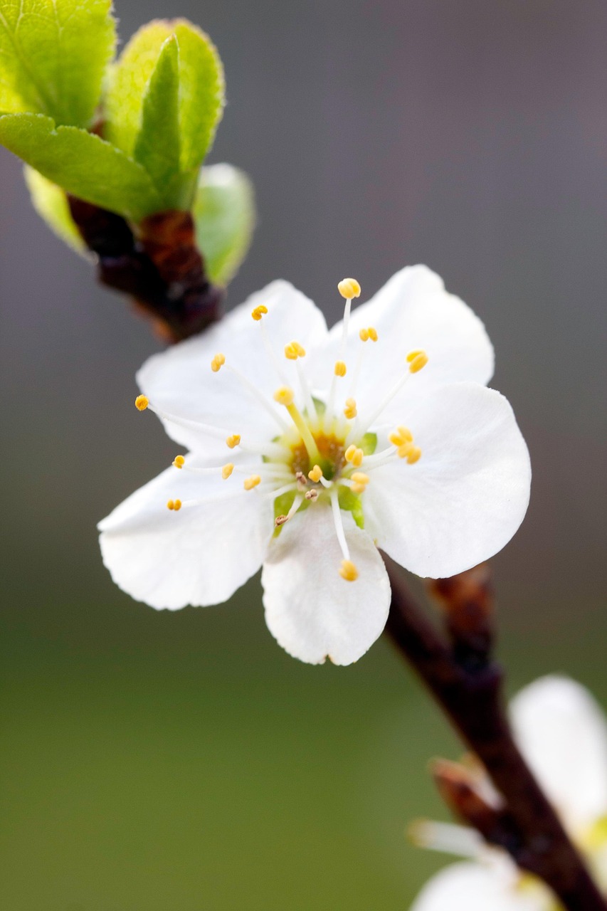 Fleur De Prunier Blanche - Photo gratuite sur Pixabay - Pixabay
