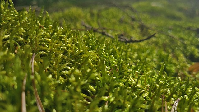 Mousse Forêt La Nature - Photo gratuite sur Pixabay - Pixabay