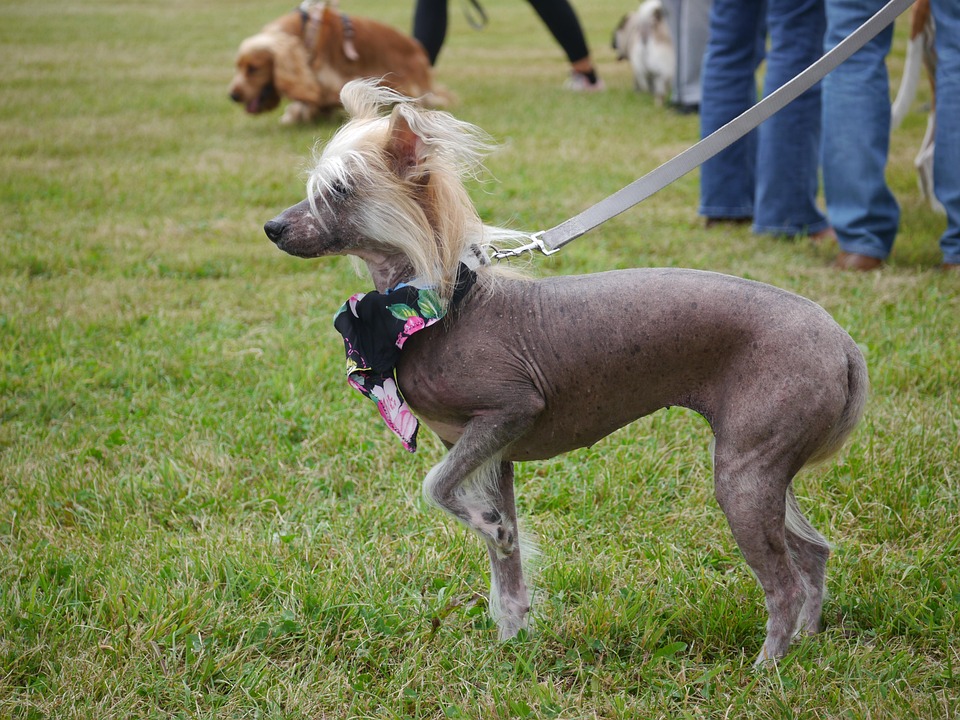 Dog Pet Animal - Free photo on Pixabay
