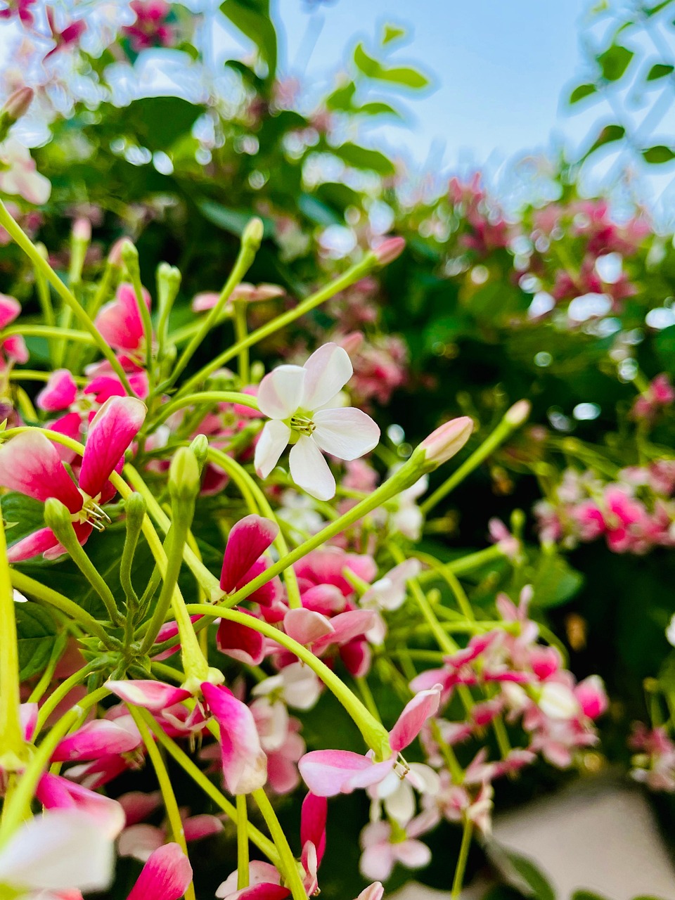 Fleurs Les Plantes Jardin - Photo gratuite sur Pixabay - Pixabay