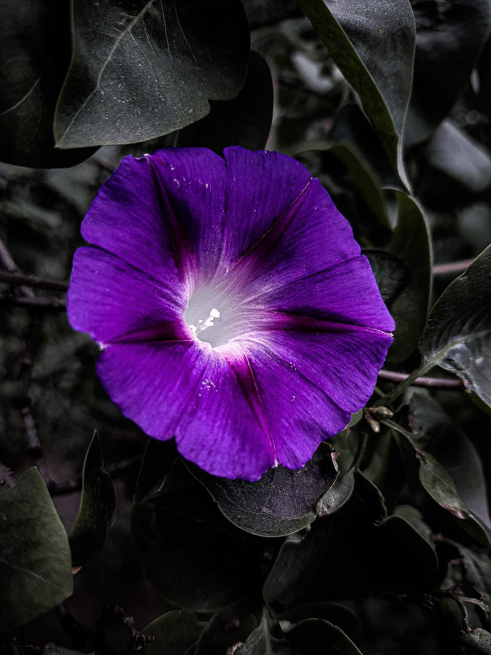 Kukka Luonne Syksy - Ilmainen valokuva Pixabayssa - Pixabay
