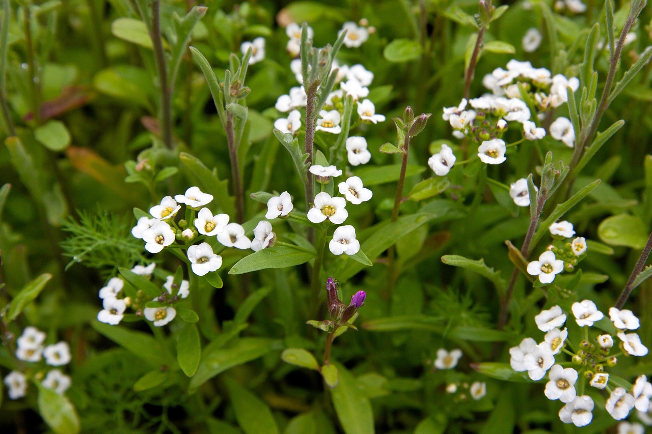 Fleurs Blanche Jardinage - Photo gratuite sur Pixabay - Pixabay