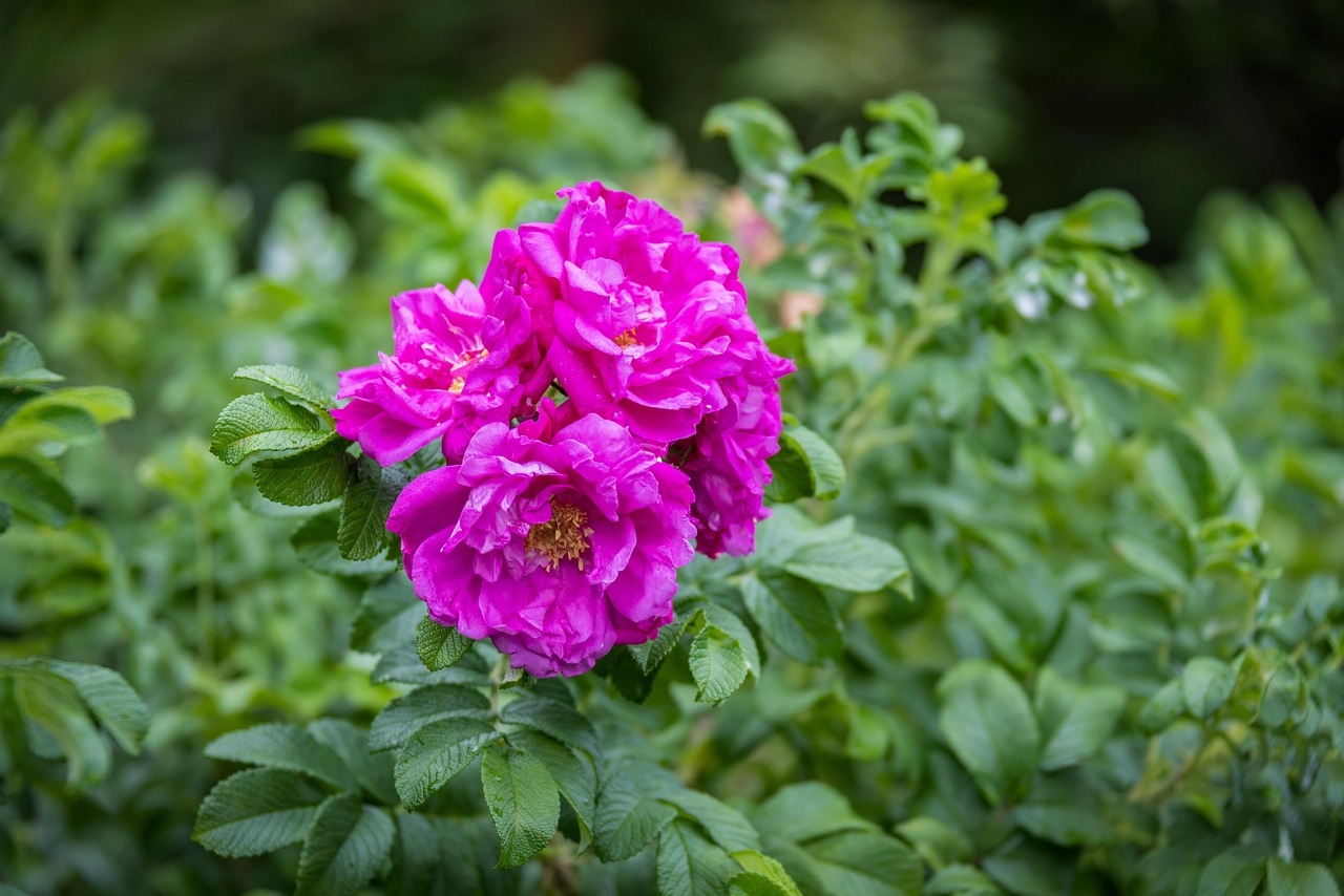 Wallpaper Bunga-Bunga Berkebun - Foto gratis di Pixabay - Pixabay
