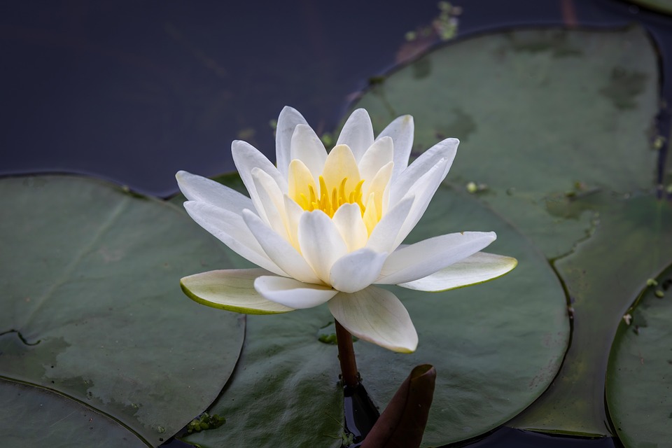 Wallpaper Bunga-Bunga Berkebun - Foto gratis di Pixabay - Pixabay