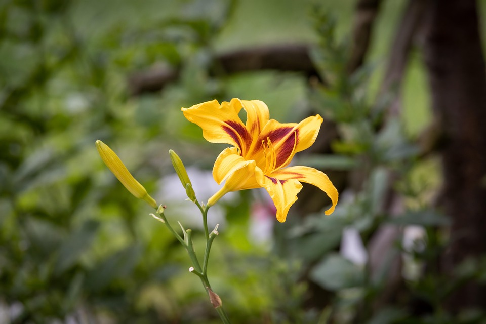 Wallpaper Bunga-Bunga Berkebun - Foto gratis di Pixabay - Pixabay